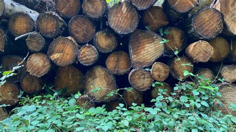 Eudr Risk Classification Explained Clearly