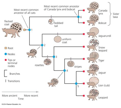 Evolutionary Trees Flashcards Quizlet