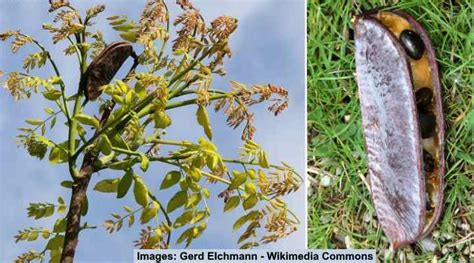 Trees With Long Seed Pods With Pictures