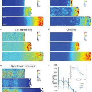 Cell Redox Potential Decreases Upon Epithelial Layer Unjamming Top Download Scientific Diagram