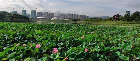 剑英公园的夏荷 生活照 梅州时空