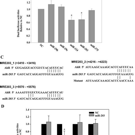 The Ahr Gene Is A Direct Target Of Mir 203 And Mir 124 A Five Mirna