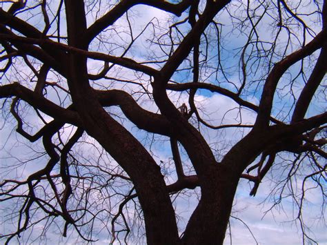 Elm Tree Pictures Facts On Elm Trees