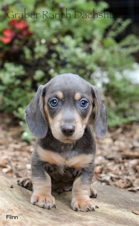 Dachshund Puppies For Sale In South Carolina