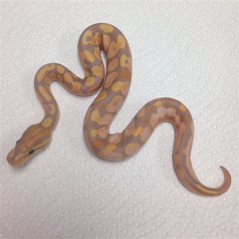 Calico Coral Glow Ball Python Hatchling After First Shed Serpientes