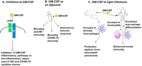 Granulocyte Macrophage Colony Stimulating Factor Has Come Of Age From