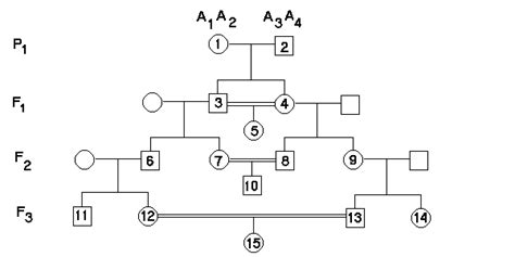 inbreeding in pedigrees