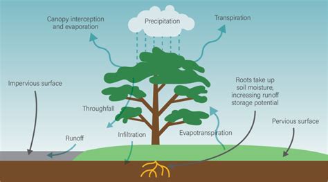 Urban Trees And Rainfall Download Scientific Diagram