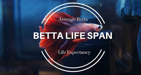 Life Cycle Of A Betta Fish