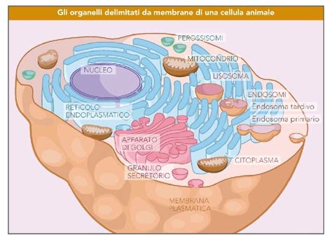 Cisternal Maturation Vesiclemediated Transport Unifying Principle Governs All