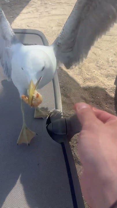 Если у тебя есть креветки у тебя есть друзья на креветки Youtube