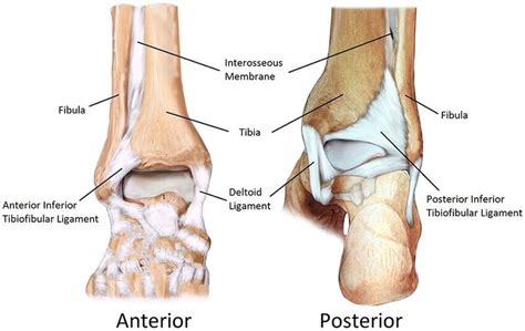 Distal Tibiofibular Joint Injection Wikism Sports Medicine Wiki