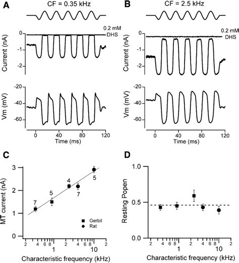 Tonotopic Variation In Mt Currents With Hair Bundles Exposed To Download Scientific Diagram