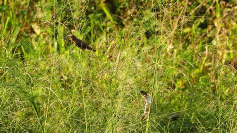 Corn Bunting Birds In Grass Miliaria Calandra Stock Video Video Of