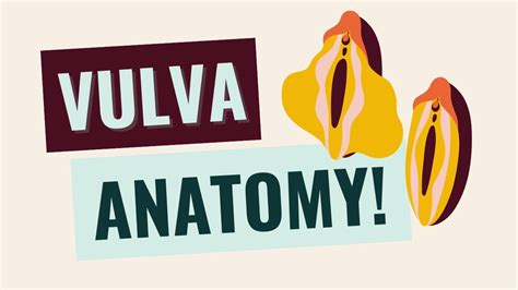 Anatomy Of The Vulva Youtube