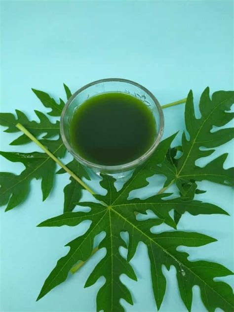 Papaya Leaf Juice A Natural Boost For Blood Platelets And Overall Health