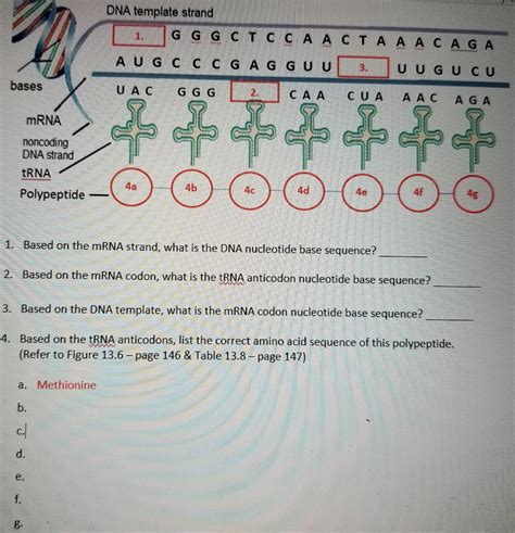 Solved Dna Template Strand Based On The Mrna Strand What