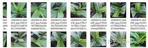玉米叶片病害检测数据集 6000张 玉米 带标注 voc yolo 6类 玉米叶片病害数据集 知乎