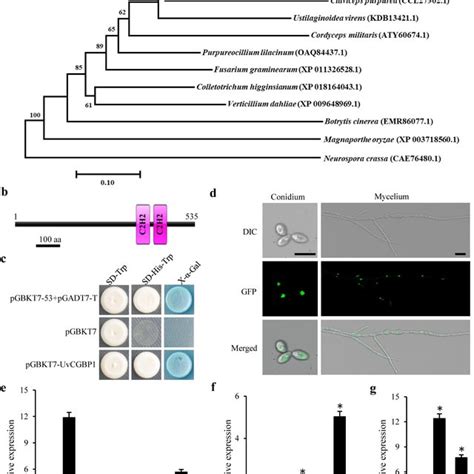 Integrative Analysis Of Rna Seq And Chip Seq Data A Heatmap And B
