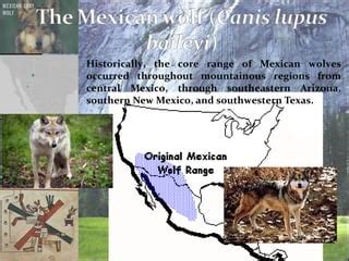The Mexican Wolf Canis Lupus Baileyi Ppt