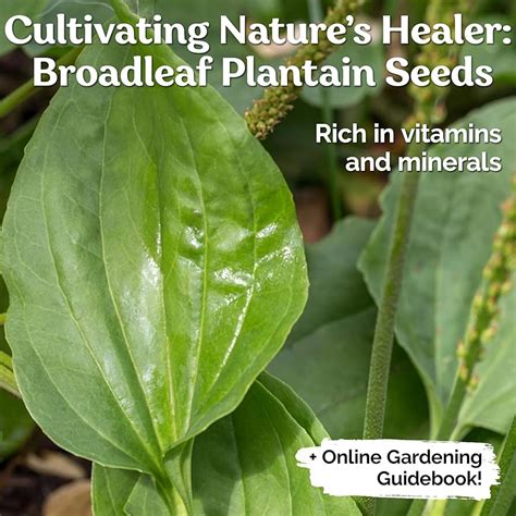 Edible And Medicinal Broadleaf And Narrow Leaf Plantain