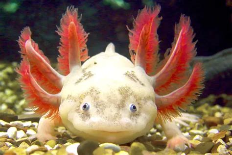 Can Axolotls Eat Vegetables What You Should Know About The Axolotl Digestive System Small