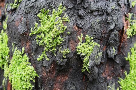 Texture Wood Tree Free Photo On Pixabay Pixabay