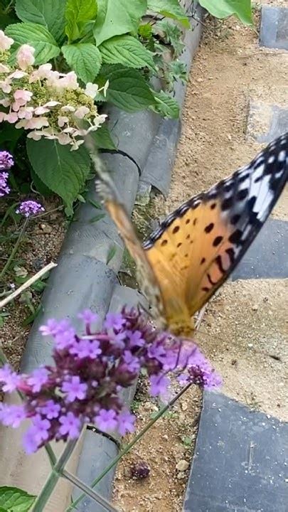 나비가 반한 정원 Flowers 꽃날 정원 꽃설명 Gardening 꽃 꽃축제 봄꽃 야생화 나비와꽃 정원 Youtube