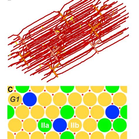 Muscle Geometries With Non Uniform Size Fibers A An Example Of The 3d