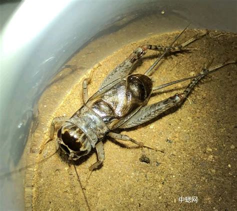 中蟋网交易市场 专业蟋蟀蛐蛐活体及鸣虫用品用具交易交流平台
