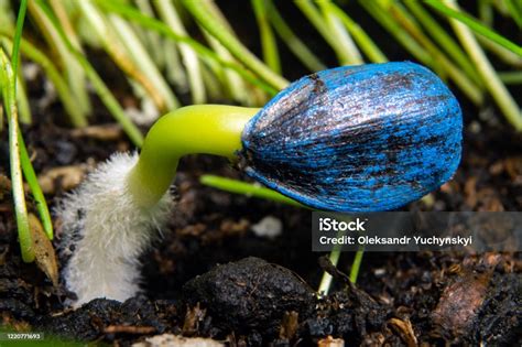 Kecambah Hijau Muda Dari Biji Bunga Matahari Besar Foto Stok Unduh