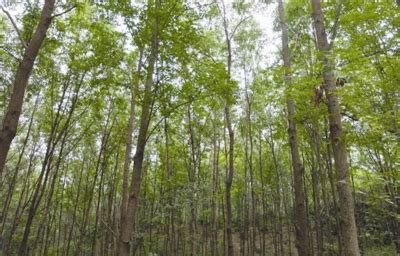 滁州市打造国家级麻栎产业示范区 未来将建成50万亩 安徽频道 凤凰网