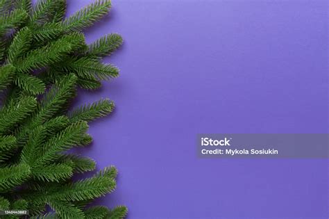 광고 텍스트에 대한 복사 공간이있는 크리스마스 휴가 배경 색상 배경에 전나무 가지 플랫 레이 상단 보기 0명에 대한 스톡 사진 및 기타 이미지 Istock