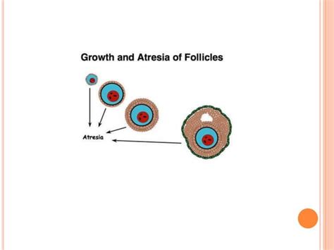 Follicular Dynamics Pptpptx Infertility Reproductive Health