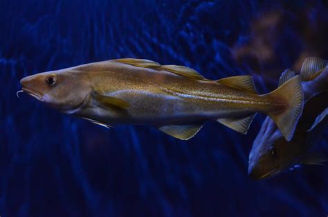 Cod Fish Guide Explore The Famous Fish Ocean Info