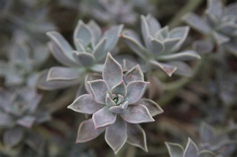 多汁的 植物 花园 Pixabay上的免费照片 Pixabay
