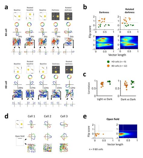 An Independent Landmark Dominated Head Direction Signal In Dysgranular Retrosplenial Cortex