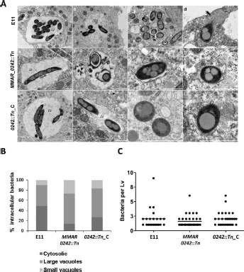 Localization Of Intracellular Bacteria By Tem A Electron Micrographs Download Scientific