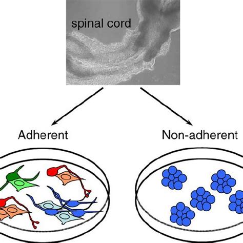 Spinal Cord Progenitors Isolated From The Cord And Grown In Tissue Download Scientific Diagram