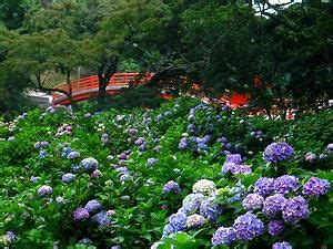 あじさいの里安志加茂神社のあじさい園 姫路市