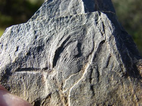 Geotripper Picture Of The Day Sierra Nevada Fossils