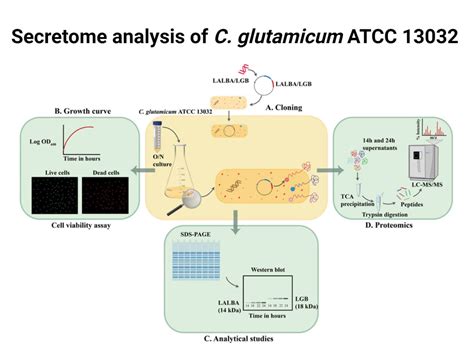 Proteomics Of Corynebacterium Glutamicum