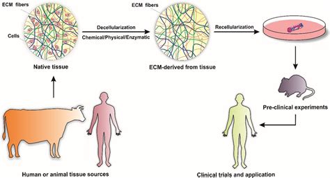 Schematic View Of The Cycle Of Tissue Decellularization And Potential