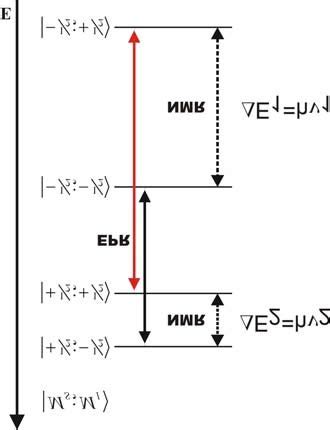 Epr And Nmr Transitions In An Endor Experiment Download Scientific Diagram