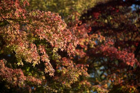 昭和記念公園日本庭園紅葉のアップ③20211106 by 写真道楽人 ID10731686 写真共有サイト PHOTOHITO