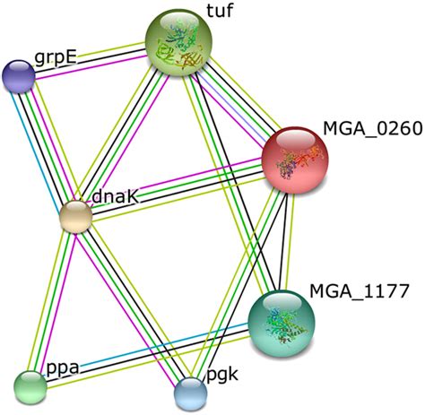 Network Of Identified Proteins Visualized By String Software Version