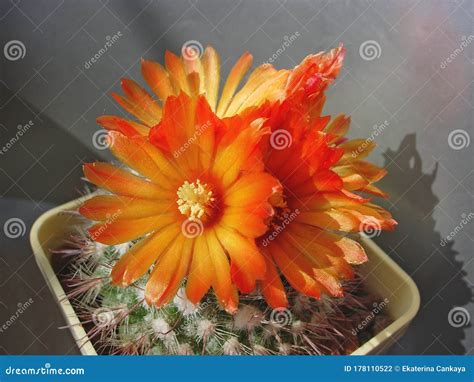 Cactus Parodia Sanguiniflora P158 with Flowers Stock Photo - Image of ...