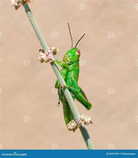 Grasshopper On Desert Sage Stock Image Image Of Detailed 5591933