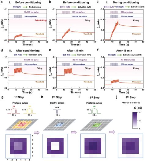 Af All‐optical Modulation Driven Pavlovs Associative Learning
