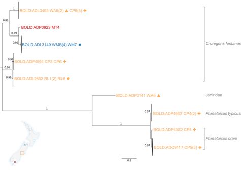 maximum‐likelihood tree mega7 tn93 g i based on aligned and trimmed